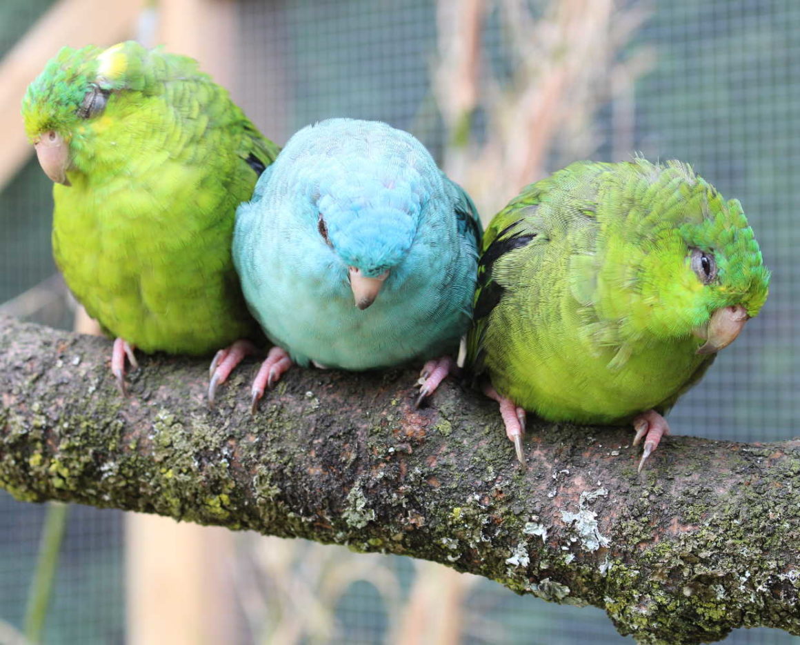 Bildergalerie - katharinasittiche.de