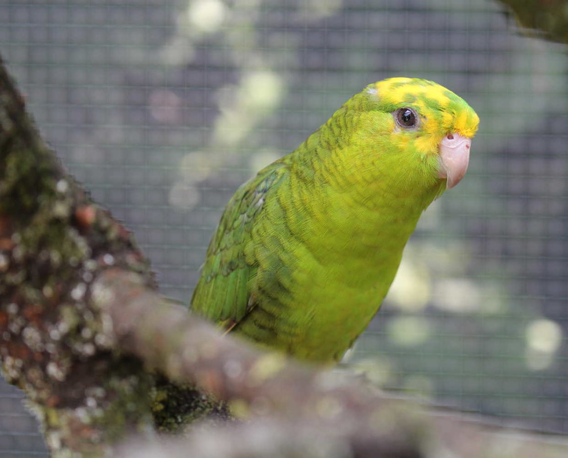 Bildergalerie - katharinasittiche.de